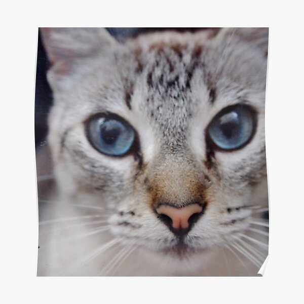 "Hello Blue Eyes - white/grey cat" Poster by BeepBeepArt | Redbubble