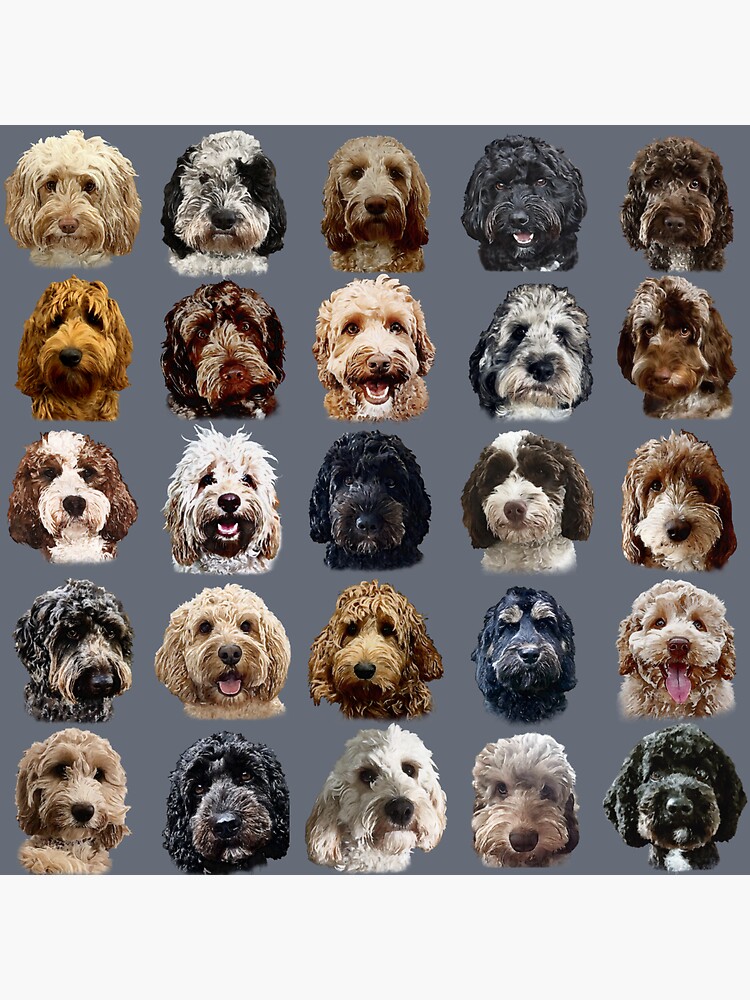 "Cockapoo & Doodle Dog Collection " Sticker for Sale by cockapoodled ...