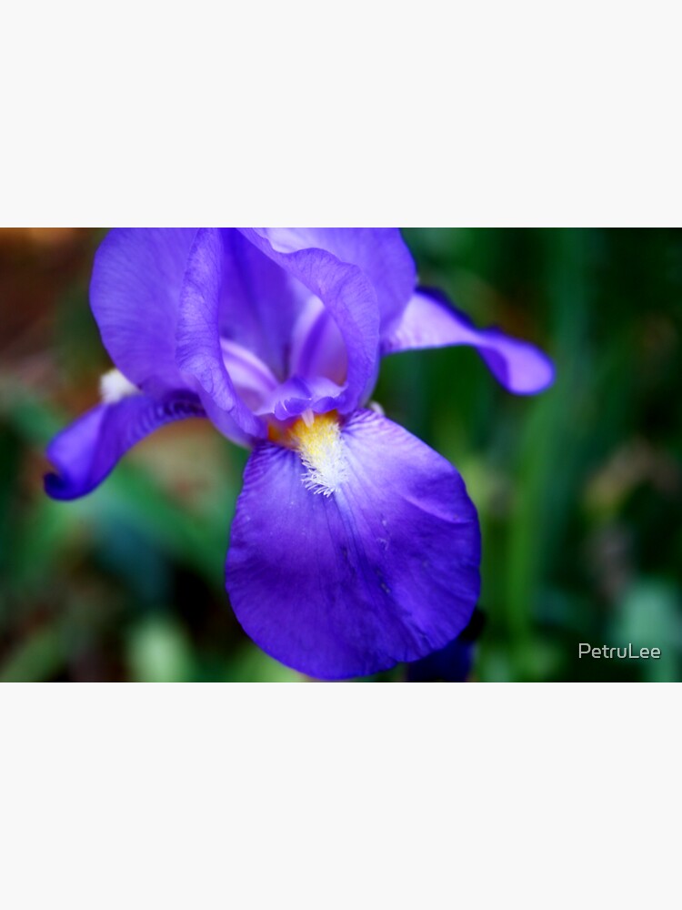 "Iris Flower" Sticker for Sale by PetruLee | Redbubble