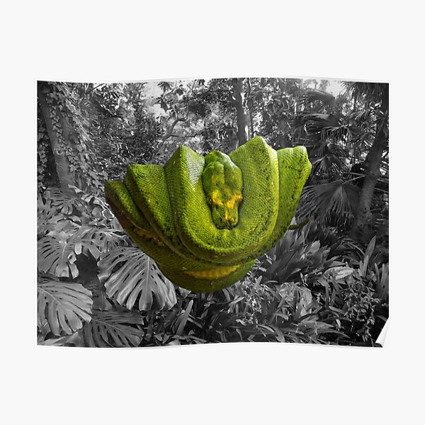 "Constrictor-Schlange - Constrictor-Schlange" Poster von jguedezduran ...