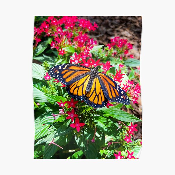 "Monarch Butterfly on Flowers" Poster for Sale by JMHaltiwanger | Redbubble