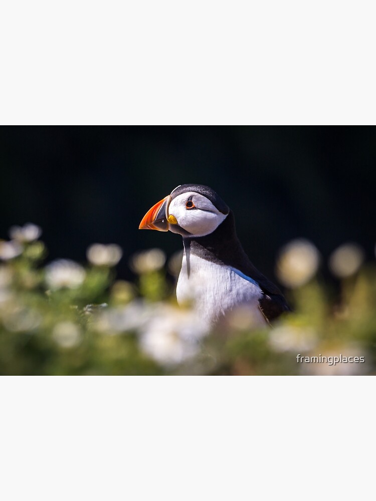 "Puffin in the Daisies" Poster for Sale by framingplaces | Redbubble