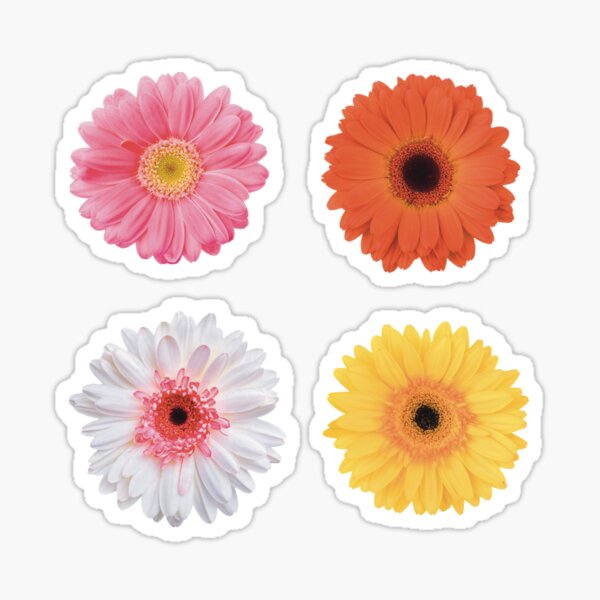 "gerbera" Sticker for Sale by glambabes | Redbubble