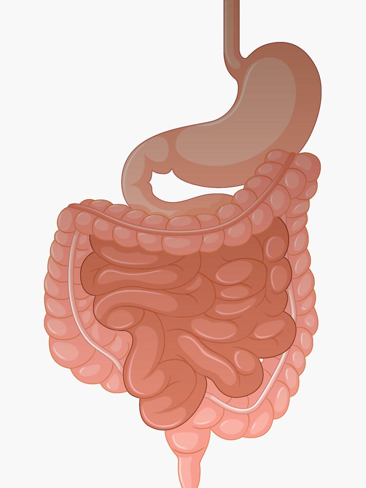 "Colonoscopy Doctor Nurse Medical Health Art Digestive System" Sticker ...