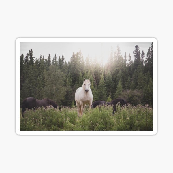 Percheron Merch & Gifts for Sale | Redbubble