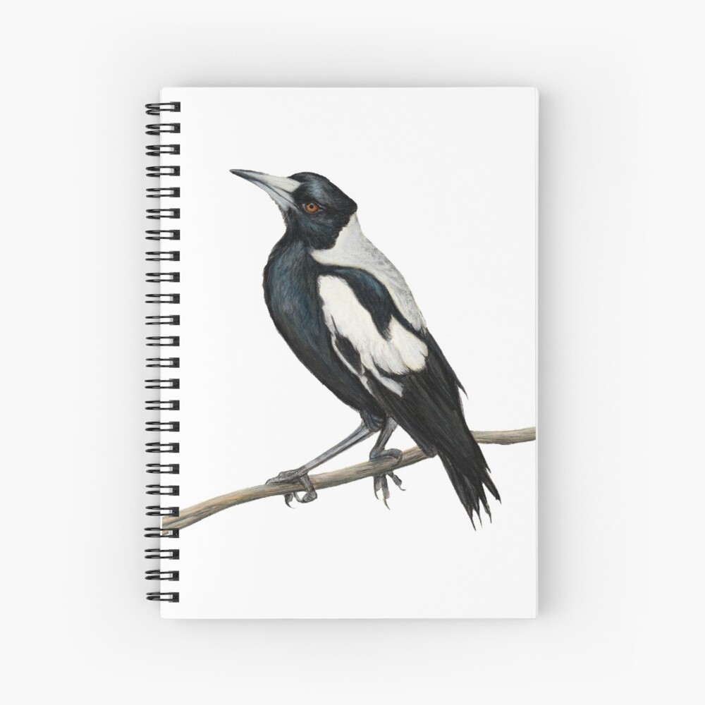 "Magpie art, Australian Magpie bird, bird art, drawing, Australiana ...