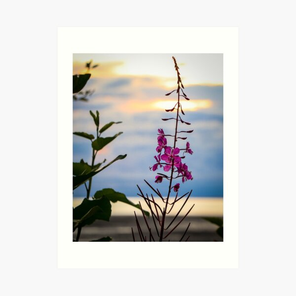 Fireweed Art Prints | Redbubble