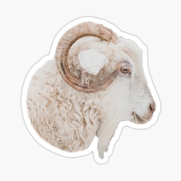 "Angora Goat" Sticker for Sale by HolsteinHeaven | Redbubble
