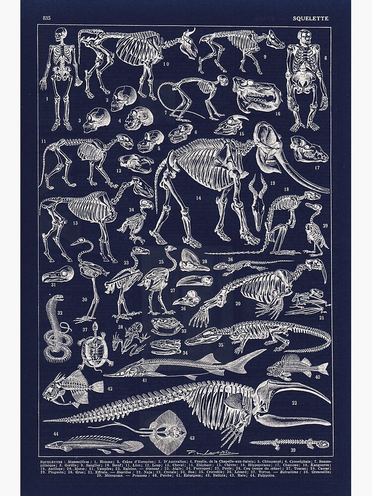 Adolphe Millot - Squelette (skeleton)- vintage french poster Premium ...