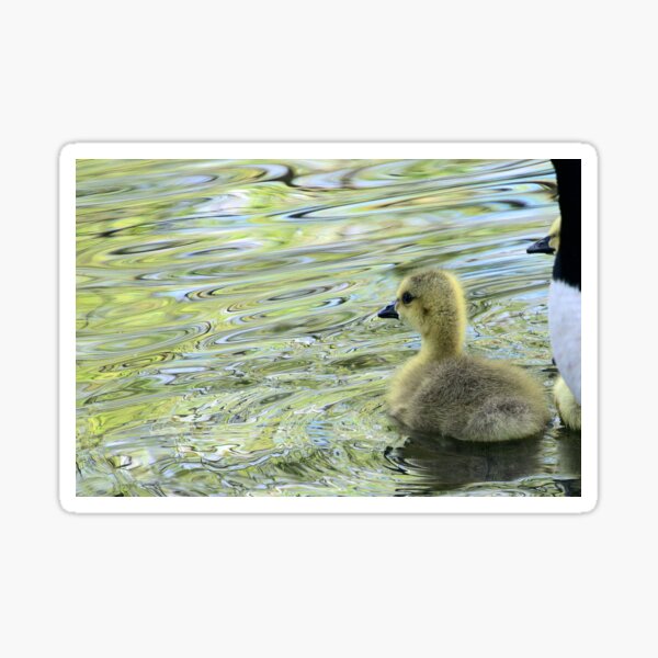 Pegatina «¡Totalmente adorable! Patito bebé lindo, gordito y esponjoso ...