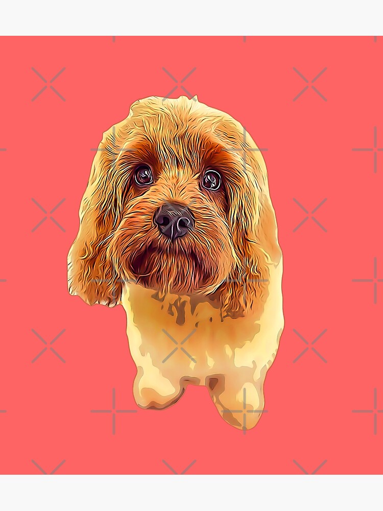 "Cavapoo Doodle Cavoodle Cockapoo Goldendoodle Labradoodle Puppy Dog ...