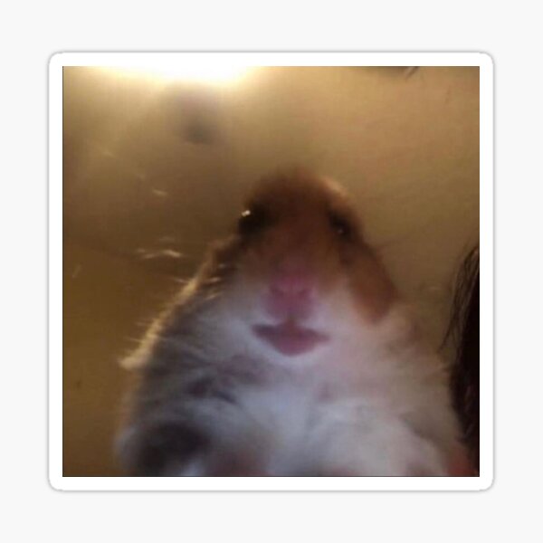 Front Camera Stickers | Redbubble