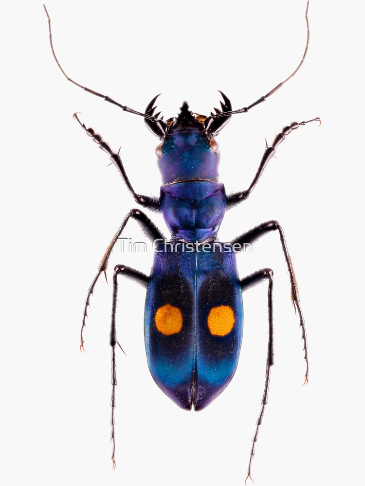 "Peruvian Blue Tiger beetle (Pseudoxycheila inca)" Sticker by ...