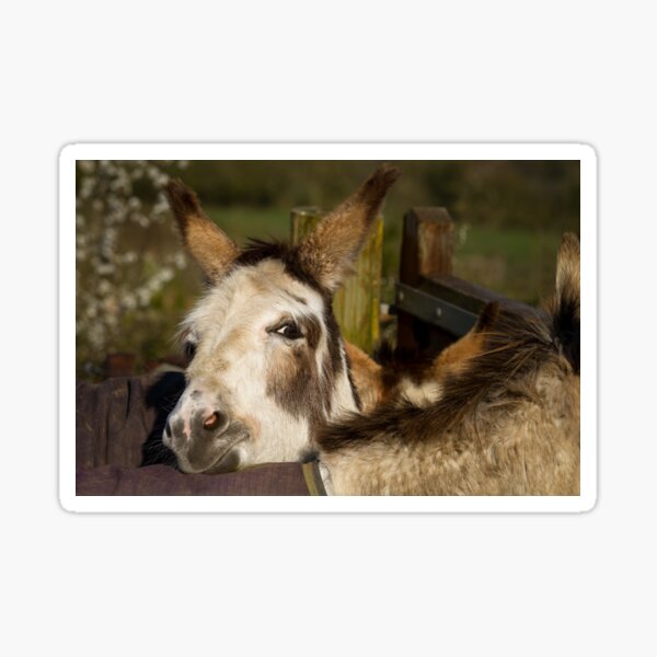 "Happy Donkey" Sticker for Sale by JStanley19 | Redbubble