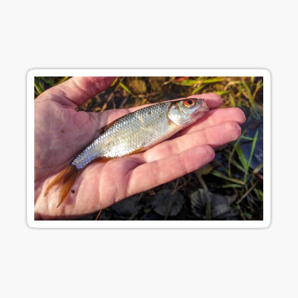 "Roach fish" Sticker for Sale by mary02 | Redbubble