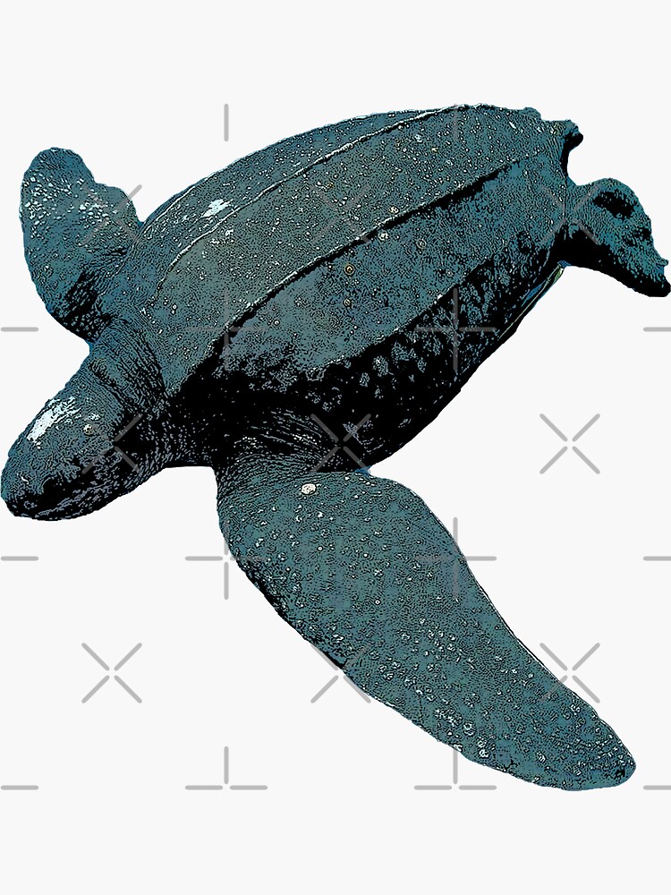 "Leatherback Sea Turtle Color Print " Sticker by designsasstultd ...