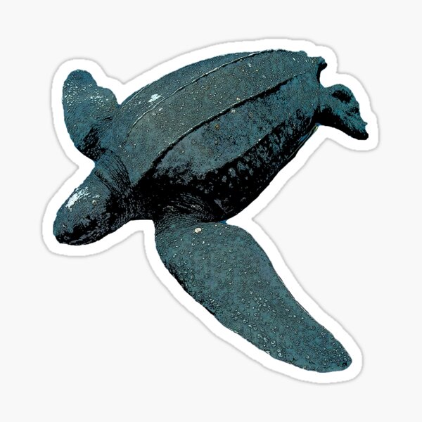 "Leatherback Sea Turtle Color Print " Sticker by designsasstultd ...