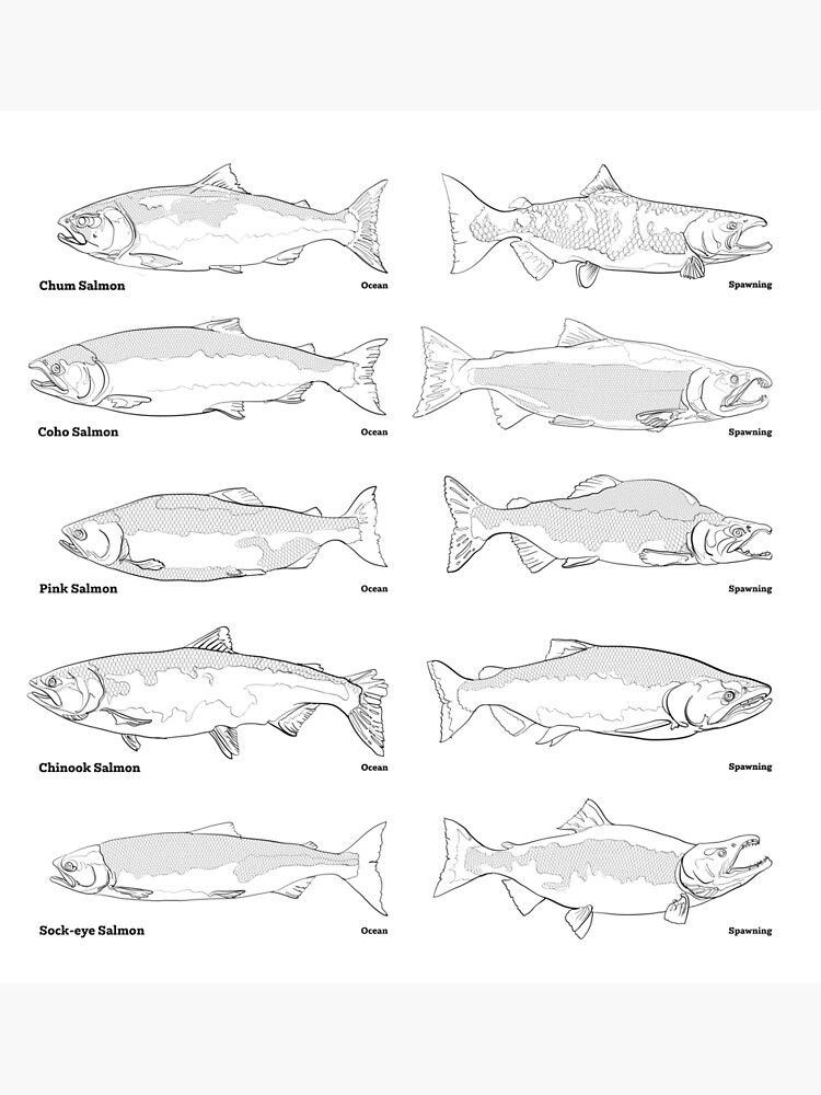 "Salmon Identification Guide" Poster for Sale by Ben-in-the-sky | Redbubble