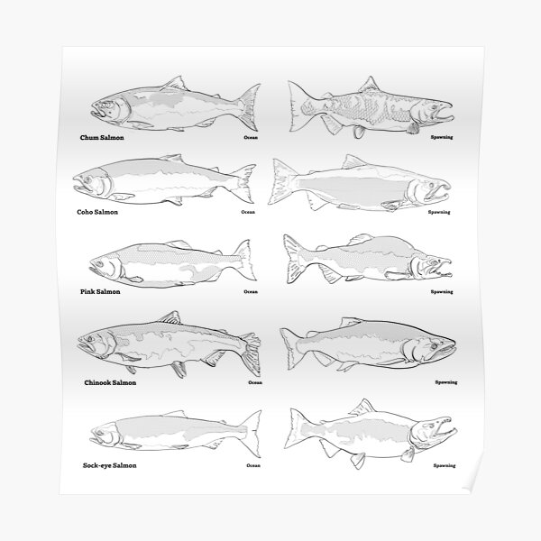 "Salmon Identification Guide" Poster for Sale by Ben-in-the-sky | Redbubble