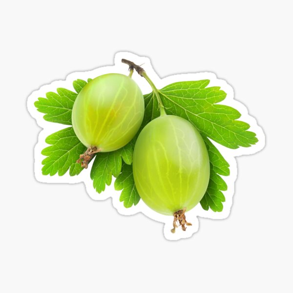 "Branch with green gooseberries" Sticker by 6hands | Redbubble