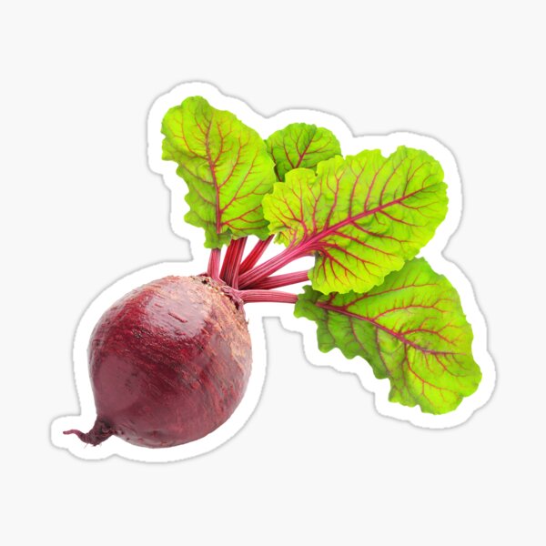 "Beetroot with big leaves" Sticker for Sale by 6hands | Redbubble