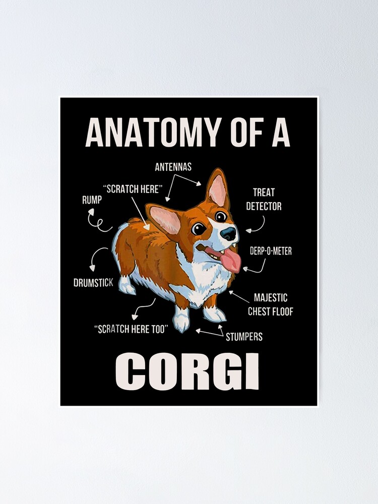 "Anatomy Of Corgi" Poster by dannmood9176 | Redbubble
