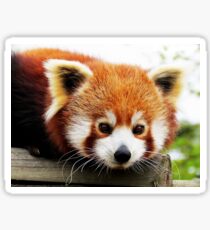 Red Panda: Stickers | Redbubble