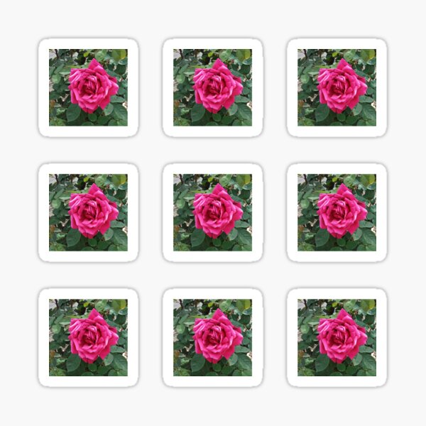 "Rose Sticker Pack" Sticker for Sale by DevinsBasement | Redbubble