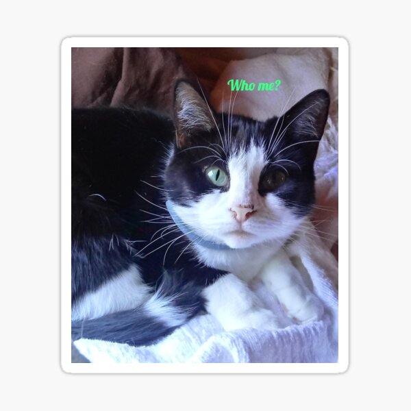 "Innocent cat" Sticker for Sale by SarFrank | Redbubble