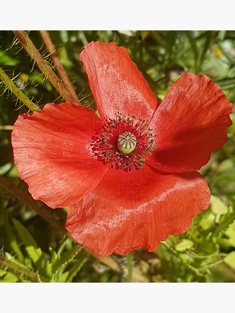 "Sweet Red Poppy" Sticker for Sale by AbnormalLoad | Redbubble