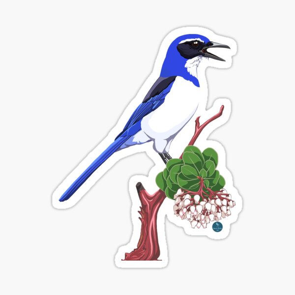 "Island Scrub-Jay" Sticker for Sale by BennuBirdy | Redbubble