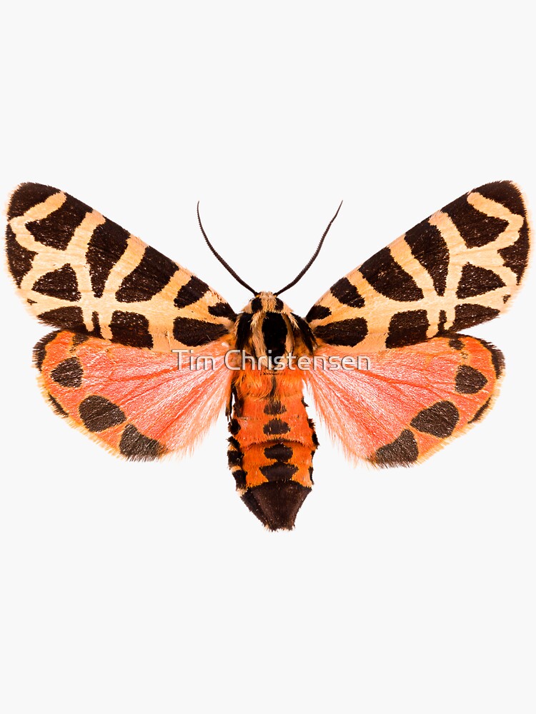 "Pink Tiger moth (Grammia incorrupta)" Sticker for Sale by ...