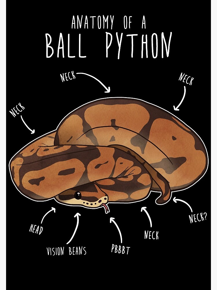 Ball Python Anatomy Morph List World Of Ball Pythons