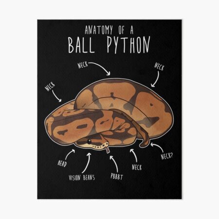 "Anatomy of a Ball Python" Art Board Print for Sale by Psitta | Redbubble