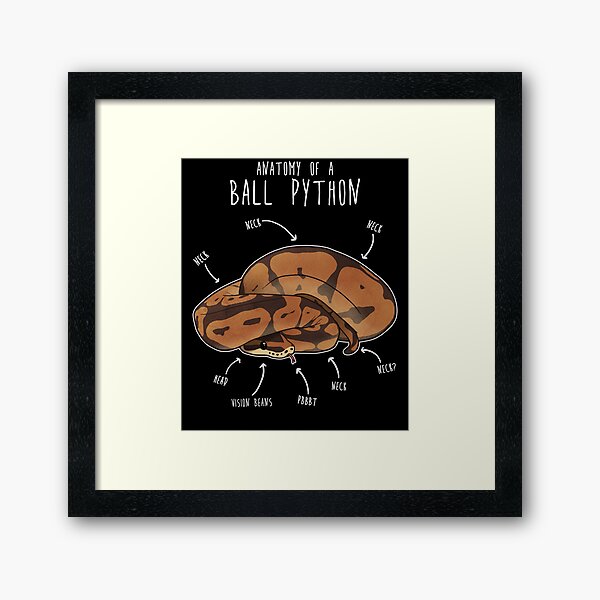 "Anatomy of a Ball Python" Framed Art Print for Sale by Psitta | Redbubble