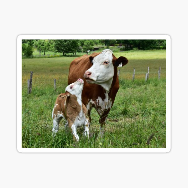 "Cow and calf" Sticker for Sale by Glineur | Redbubble
