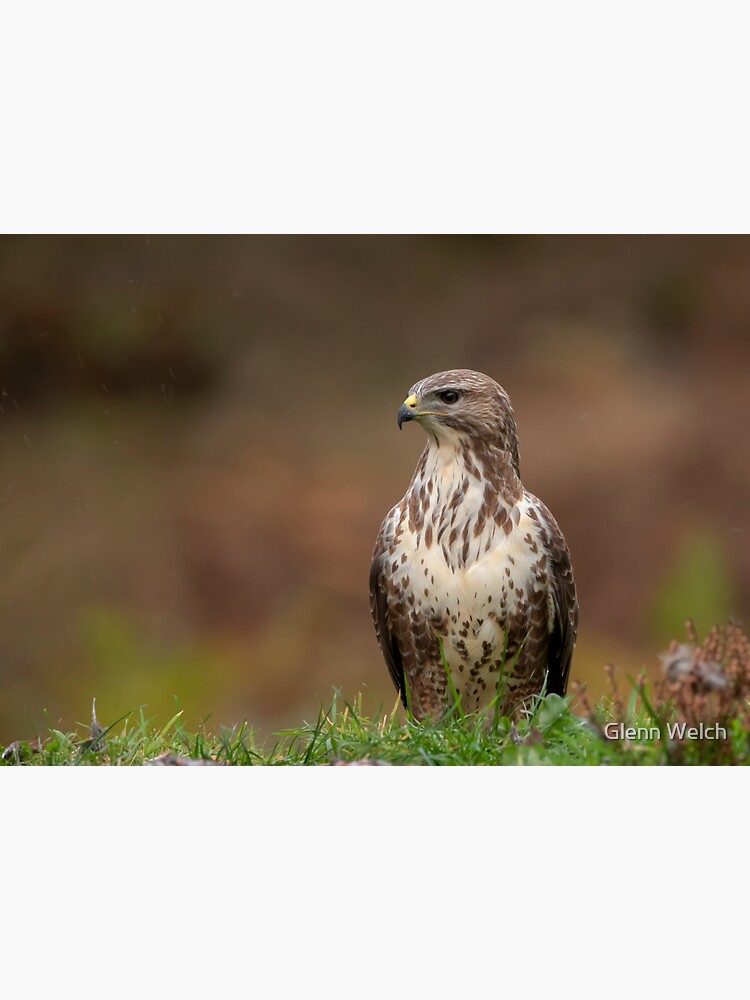 "Buzzard" Sticker for Sale by Kneonlight | Redbubble
