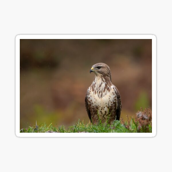 "Buzzard" Sticker for Sale by Kneonlight | Redbubble