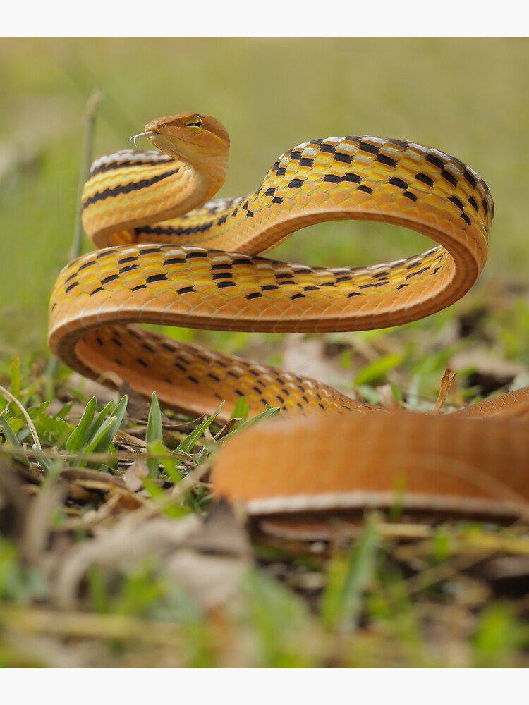 "'Don't step on me!'" Sticker for Sale by gerardchillcott | Redbubble