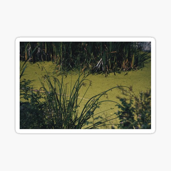 "Water Plants & Algae in Pond" Sticker by oceangray | Redbubble