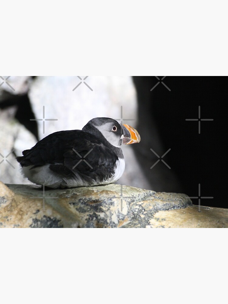 "Atlantic Puffin" Poster by taniasofia | Redbubble