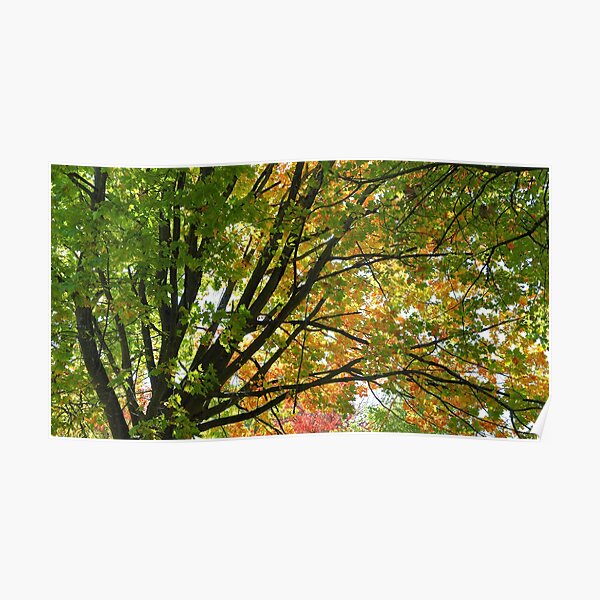 "Fall Foliage" Poster for Sale by dkaranouh | Redbubble