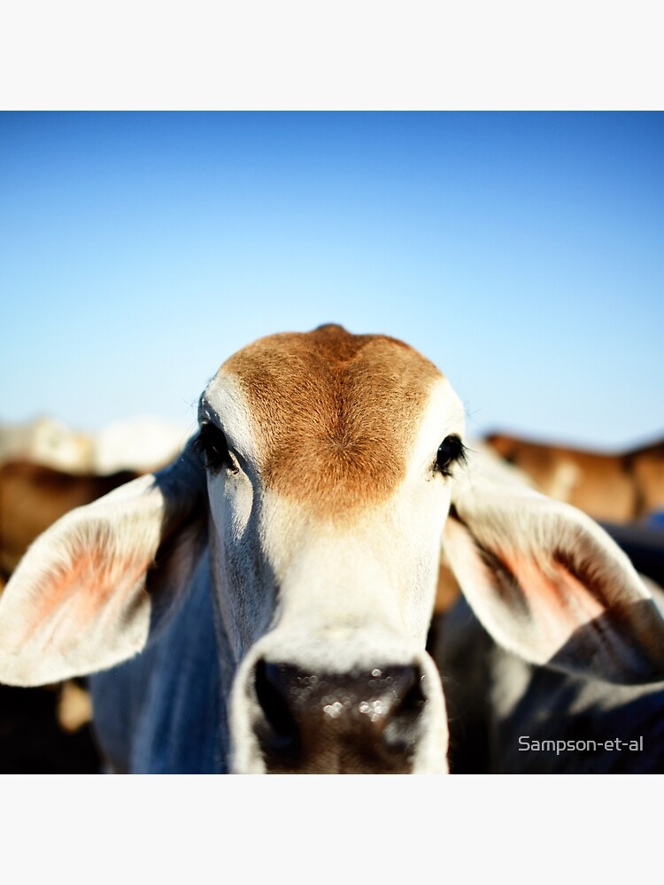 "Brahman Cow" Poster for Sale by Sampson-et-al | Redbubble