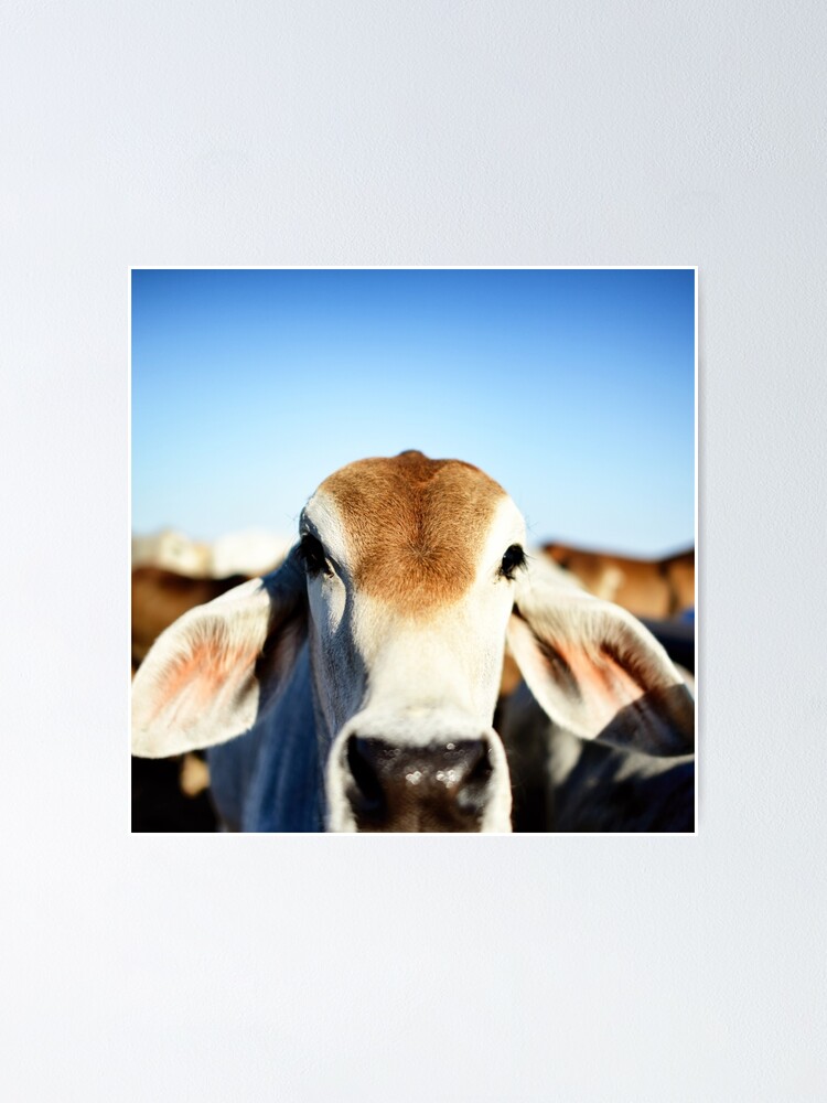 "Brahman Cow" Poster for Sale by Sampson-et-al | Redbubble