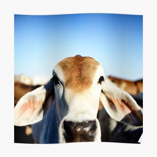 "Brahman Cow" Poster for Sale by Sampson-et-al | Redbubble