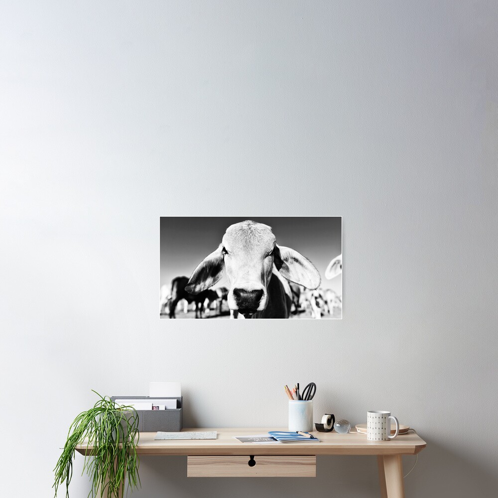 "Brahman cow in black and white" Poster for Sale by Sampson-et-al ...
