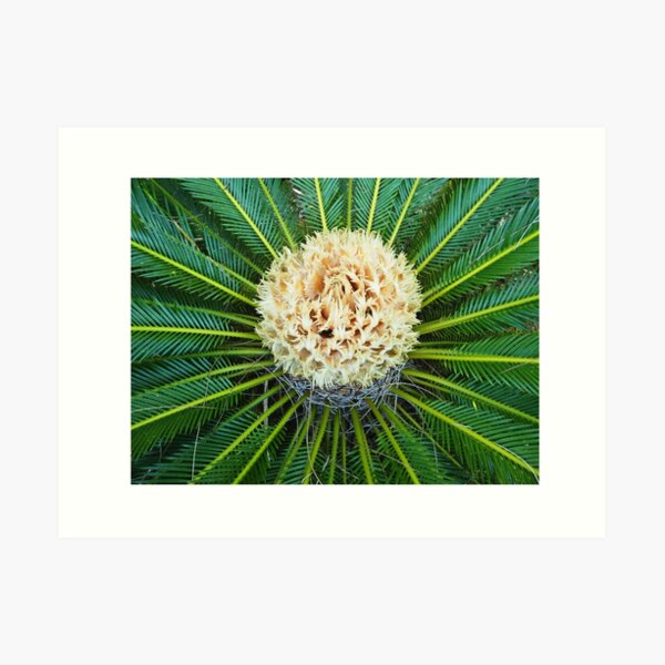Cycad Art Prints | Redbubble