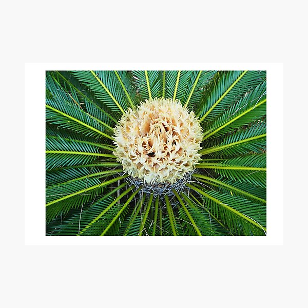 Cycad Gifts & Merchandise | Redbubble