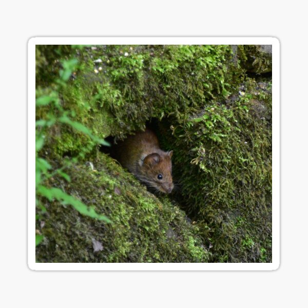 "Cute Peeking Mouse " Sticker for Sale by Narcross65 | Redbubble