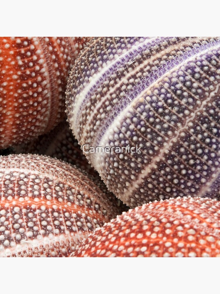 "Seeigel Muscheln zu kaufen. Diese waren leer, als sie vom Meeresboden ...